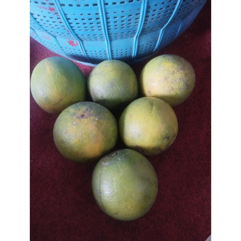 Jual Jeruk baby/java (1kg) fresh / jeruk malang | Shopee Indonesia