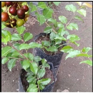 Jual Bibit RUKEM tinggi 15-20cm Pohon Tanaman Buah Super Unggul CEPAT ...