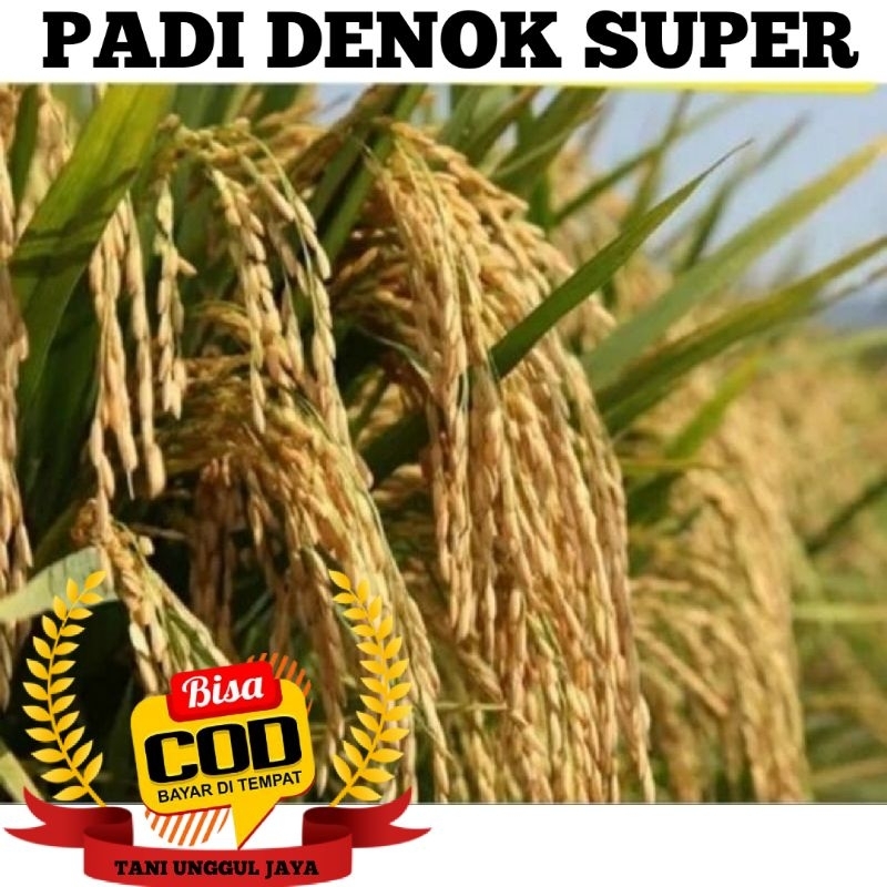 Jual Benih Padi Denok Super Kemasan 1kg | Shopee Indonesia