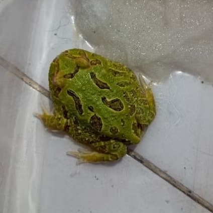 Jual JUMBO GREEN PACMAN | Shopee Indonesia