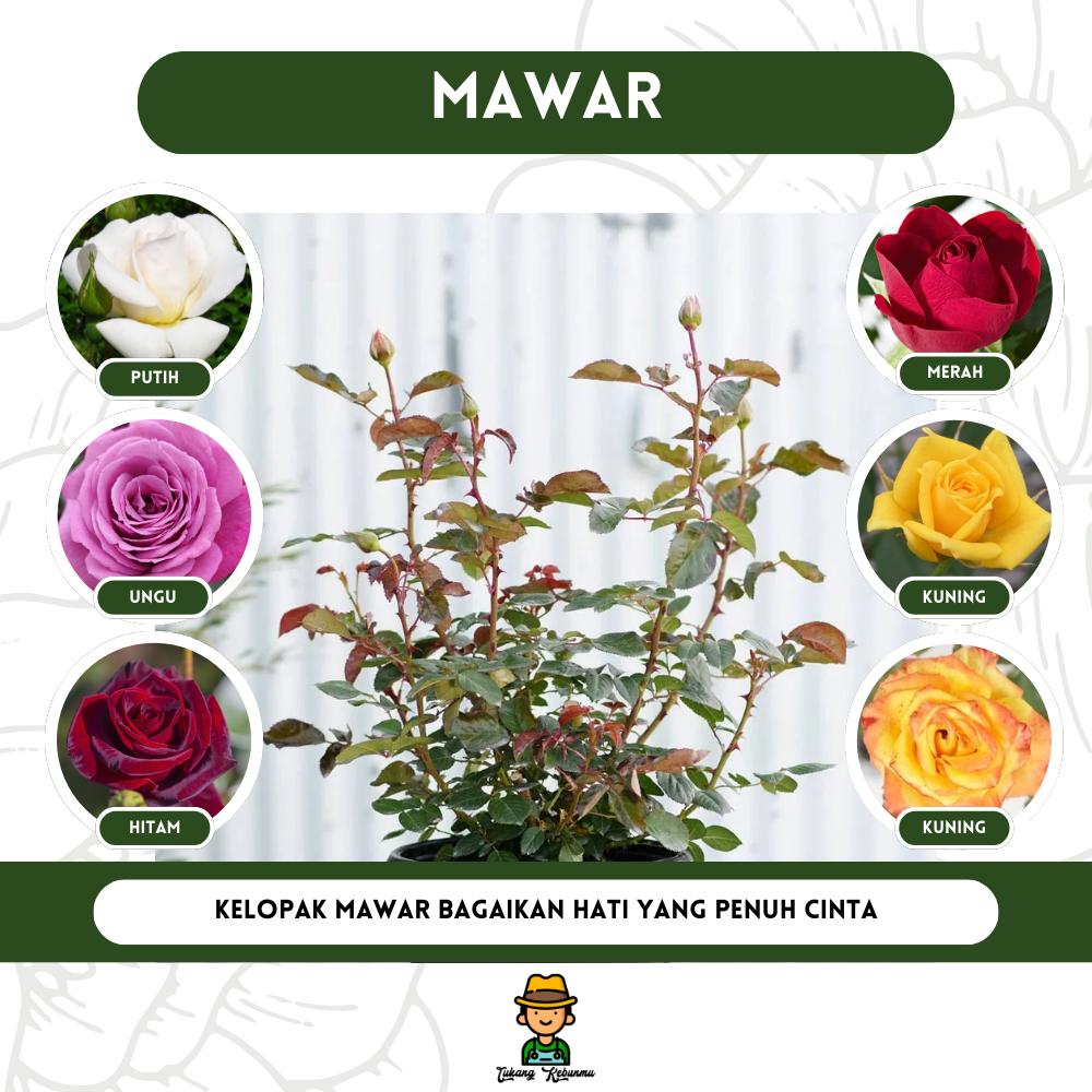 Jual Paket 10 Bibit Bunga Mawar Tanaman Sudah Berbunga Kuncup Murah ...