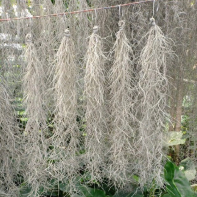 Jual Tanaman hias jenggot dewa panjang 40 cm tanaman hias gantung ...