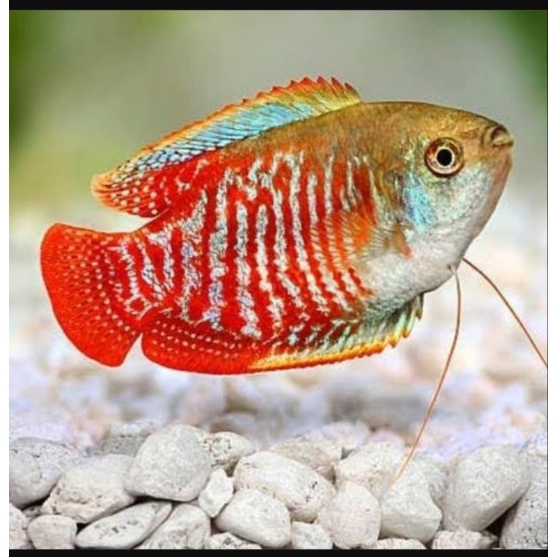 Jual Hiasan Akuarium Gourami Dwarf Sepat ralis | Shopee Indonesia