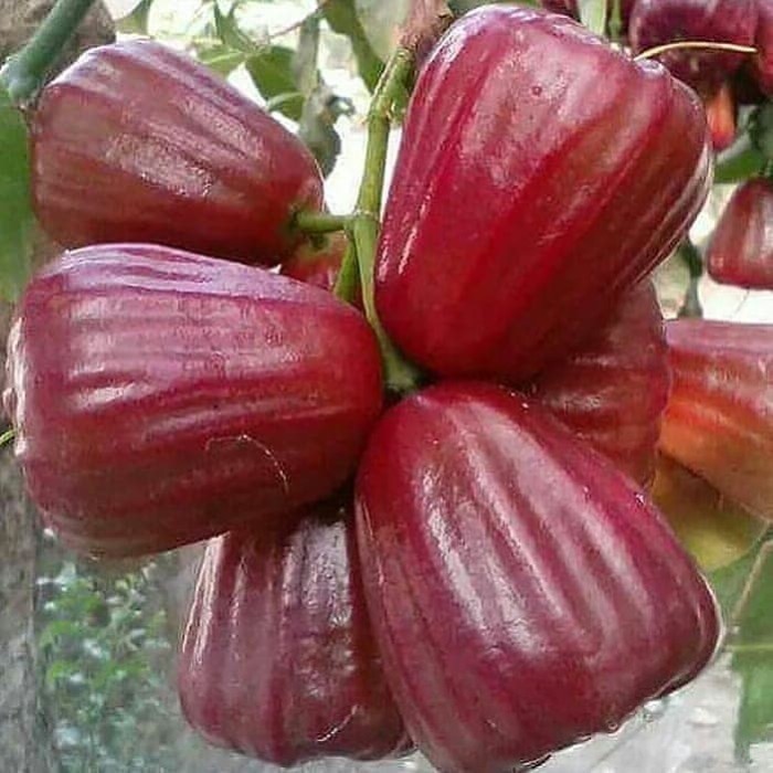 Jual BUAH JAMBU MADU DELI / Cepat berbuah | berbuah Di Dalam Pot ...