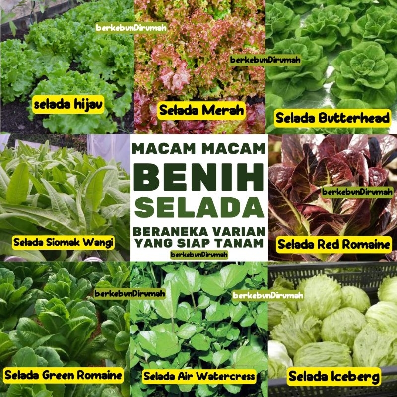 Jual Macam Macam Benih Selada Tanaman Sayur Hidroponik Varian Unggulan ...