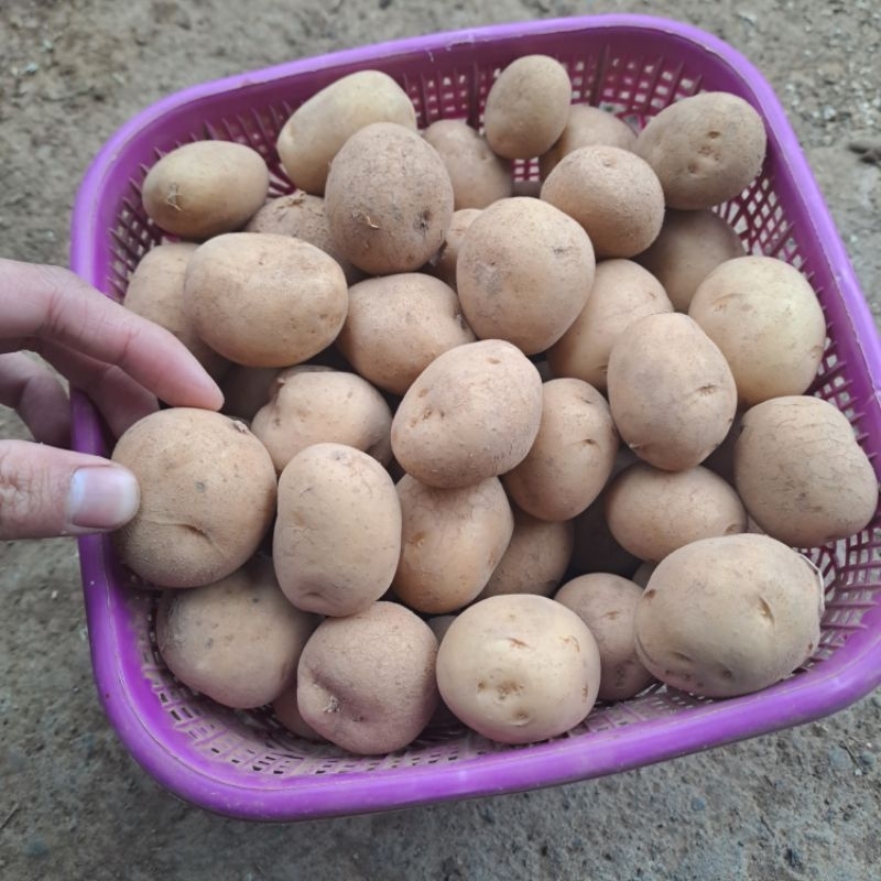 Jual kentang dieng mini siomaybaby 1 kg | Shopee Indonesia