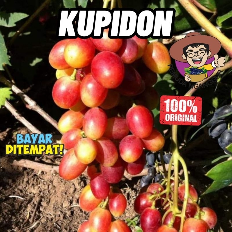 Jual Bibit Anggur Import KUPIDON | Shopee Indonesia