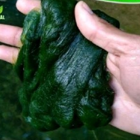 Jual lumut sgar umpan pancing 300 gr | Shopee Indonesia