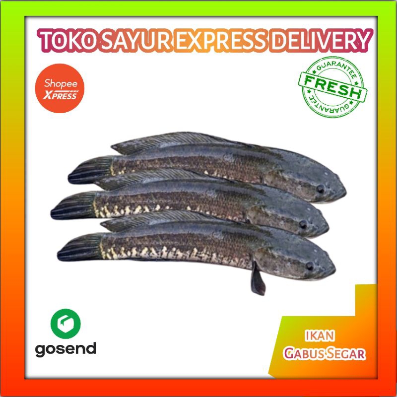 Jual Ikan Gabus Segar - Sayur Fresh Palembang | Shopee Indonesia