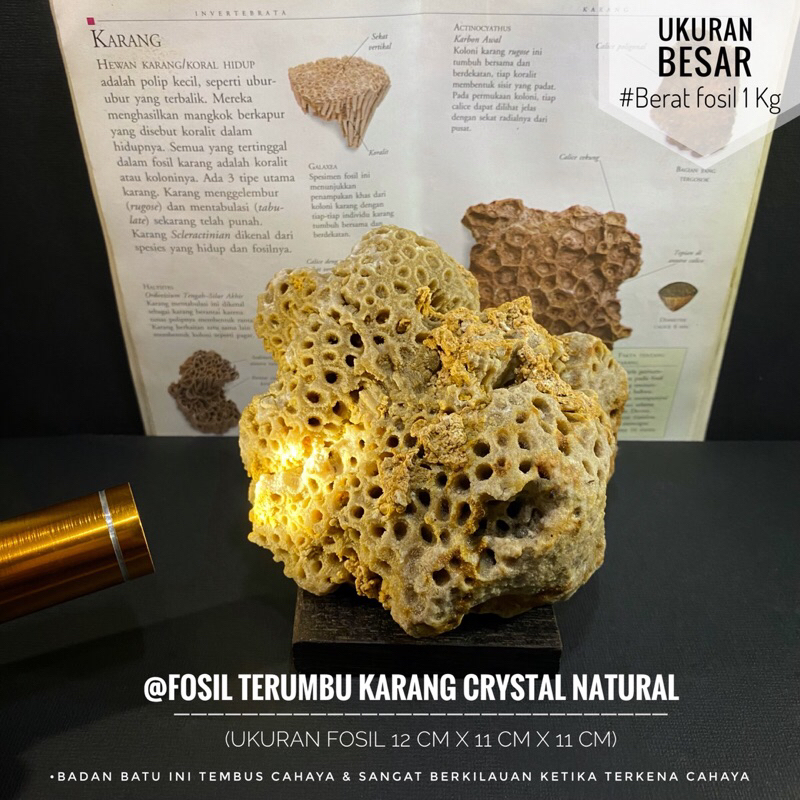 Jual Bongkahan Fosil Terumbu Karang C24 atau Fossil Corral atau Fosil ...