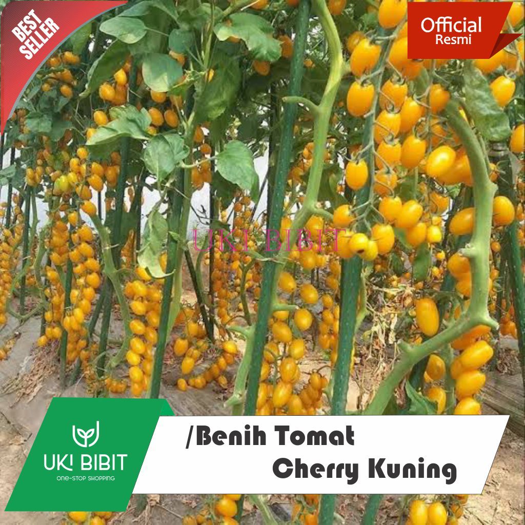 Jual ( 20 Butir ) Benih Biji Tomat Cherry Kuning | Tomat Ceri Kuning ...