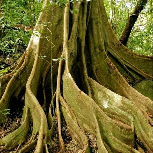 Jual pohon pulai / pule 2 meter Alstonia scholaris | Shopee Indonesia