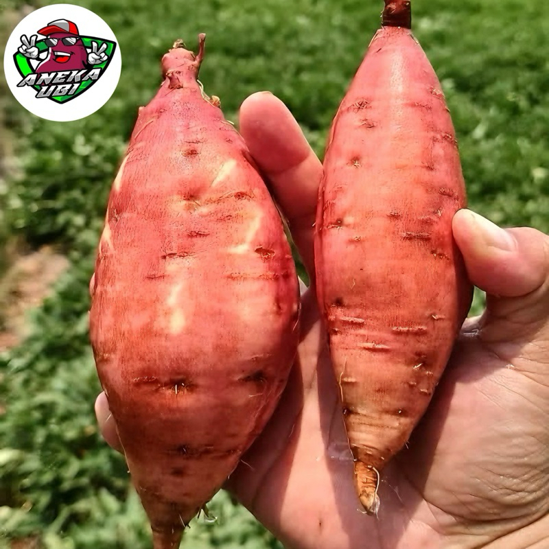 Jual ubi jalar oranye | ubi jalar oren mentah | ubi jalar golden 1kg ...
