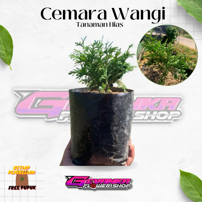 Jual Bunga CEMARA WANGI - Tanaman Hias Hidup Daun Cemara Wangi - Pohon ...