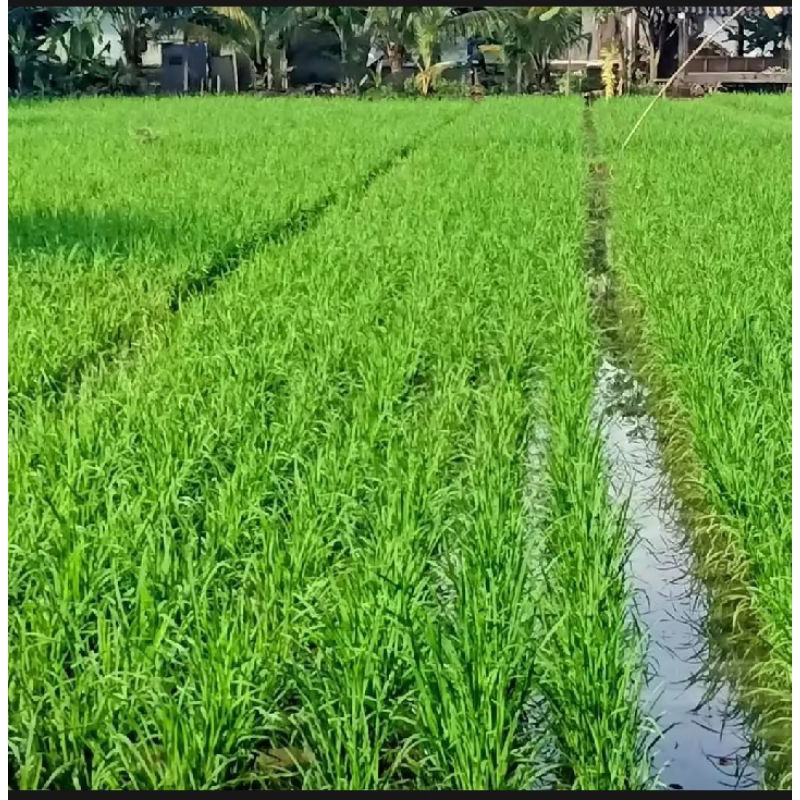 Jual Benih padi IR 64 GENCER unggul terbaik (5kg) | Shopee Indonesia
