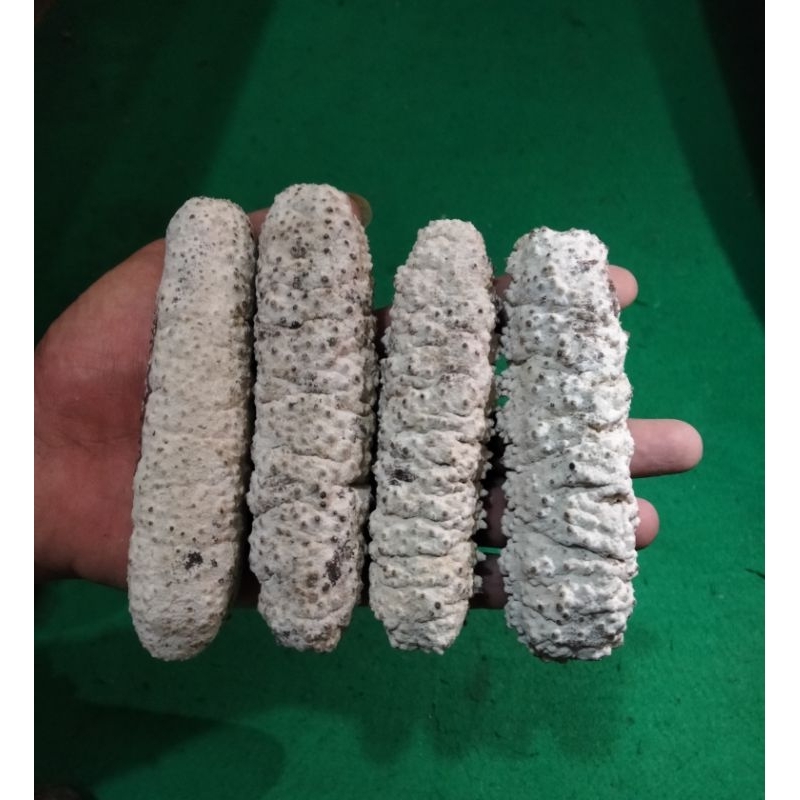 Jual HOISEM | TERIPANG GAMAT BATU SUPER 1 KG ISI 18 PCS Kering | Shopee ...