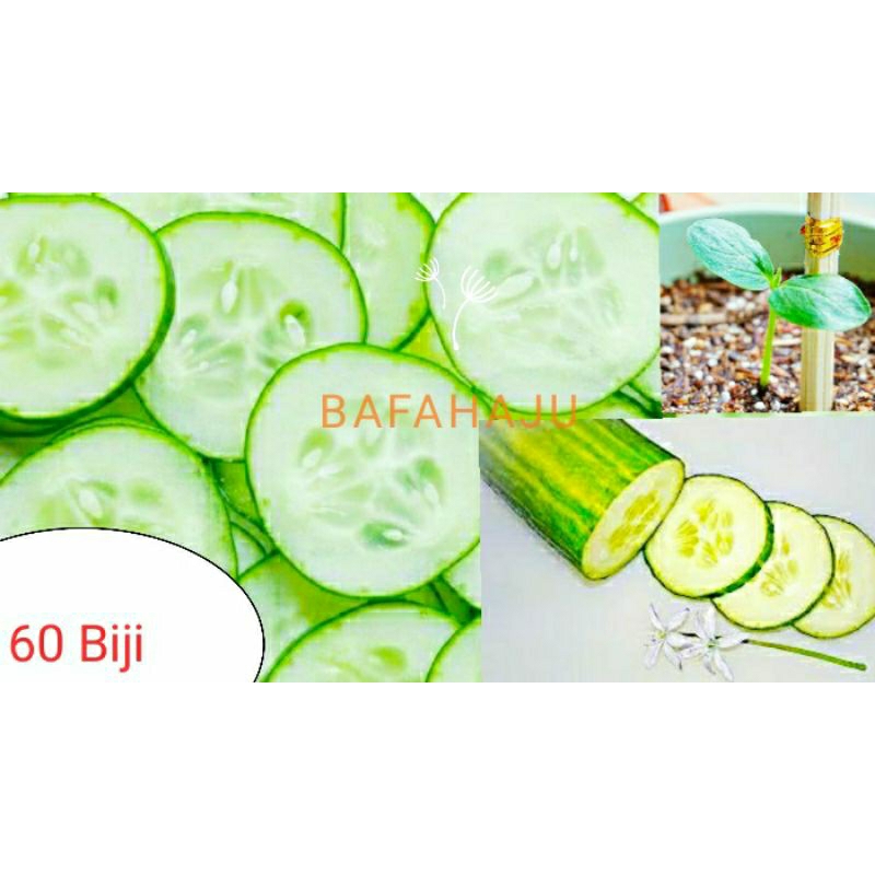 Jual 60 BIJI TIMUN LALAP SUPER | Shopee Indonesia