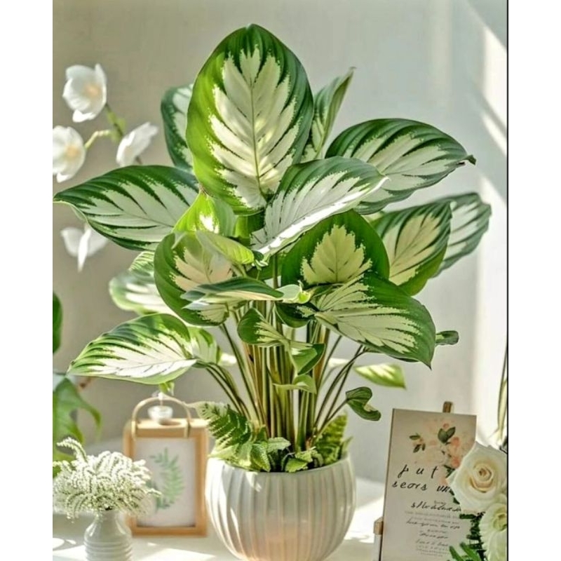 Jual Tanaman Hias Tissu Golden /Tanaman Hias Diven Tisu/Tanaman Diven ...