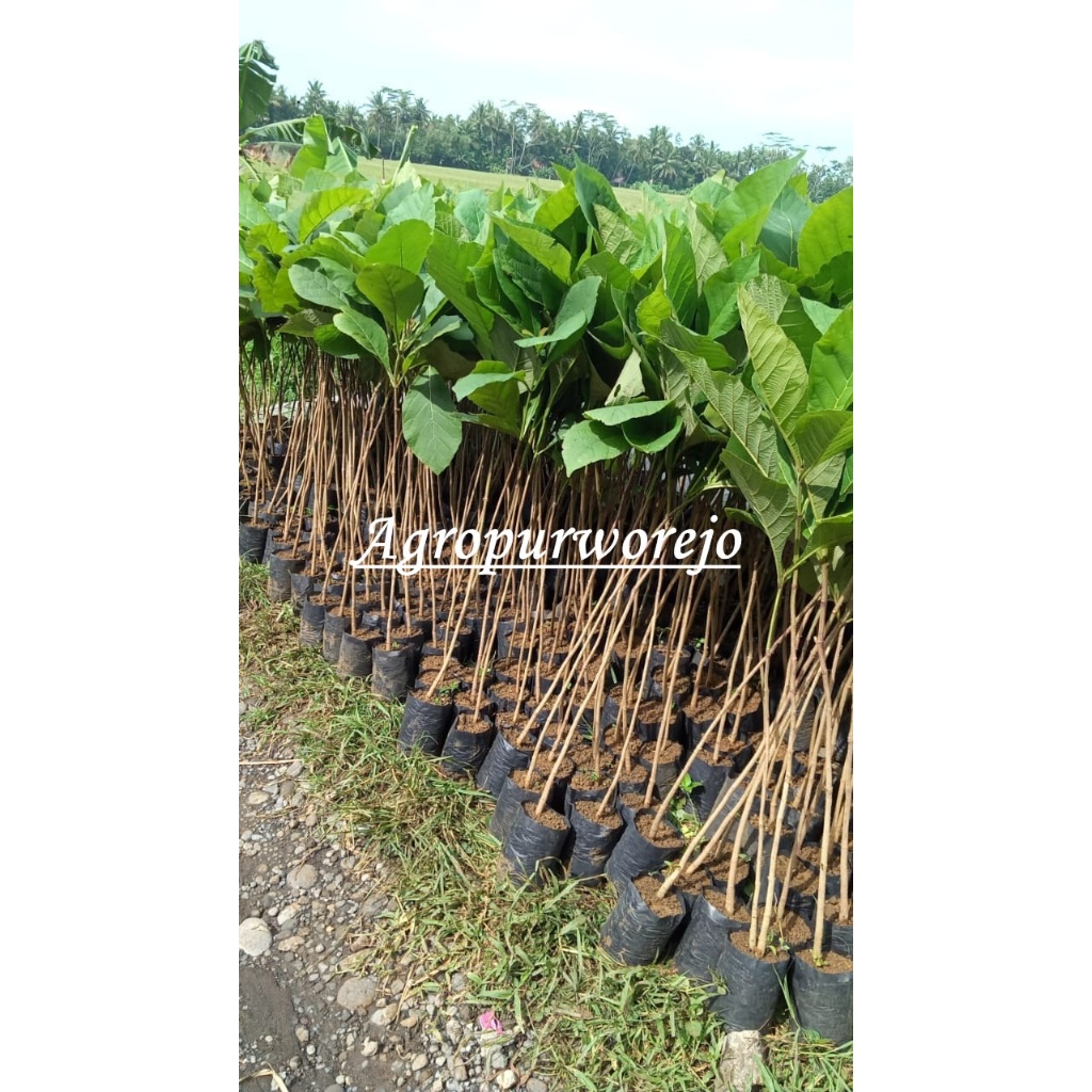 Jual Bibit Tanaman Kayu Jati - Ketinggian 1M Up - Kualitas Super ...
