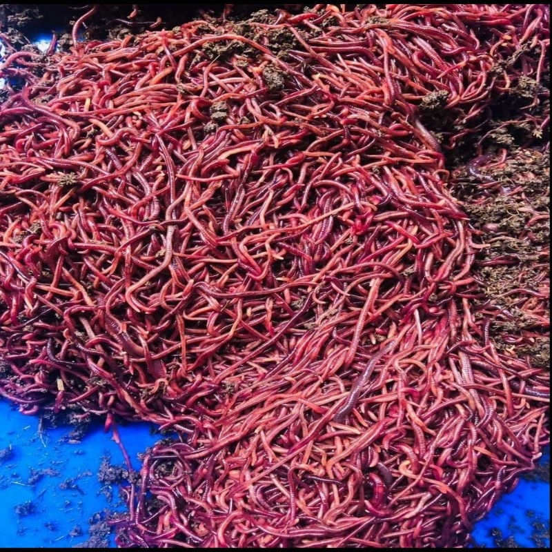 Jual CACING MERAH PAKAN BURUNG DAN IKAN PREDATOR 600gram,800gram ...