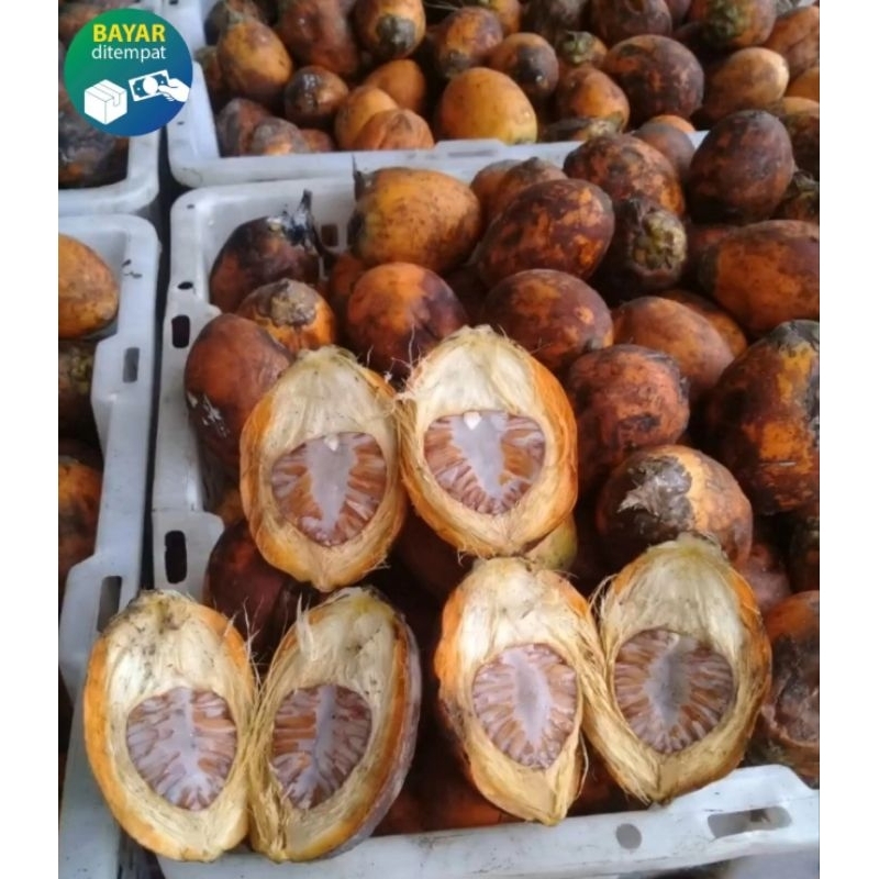 Jual buah pinang tua 1kg | Shopee Indonesia