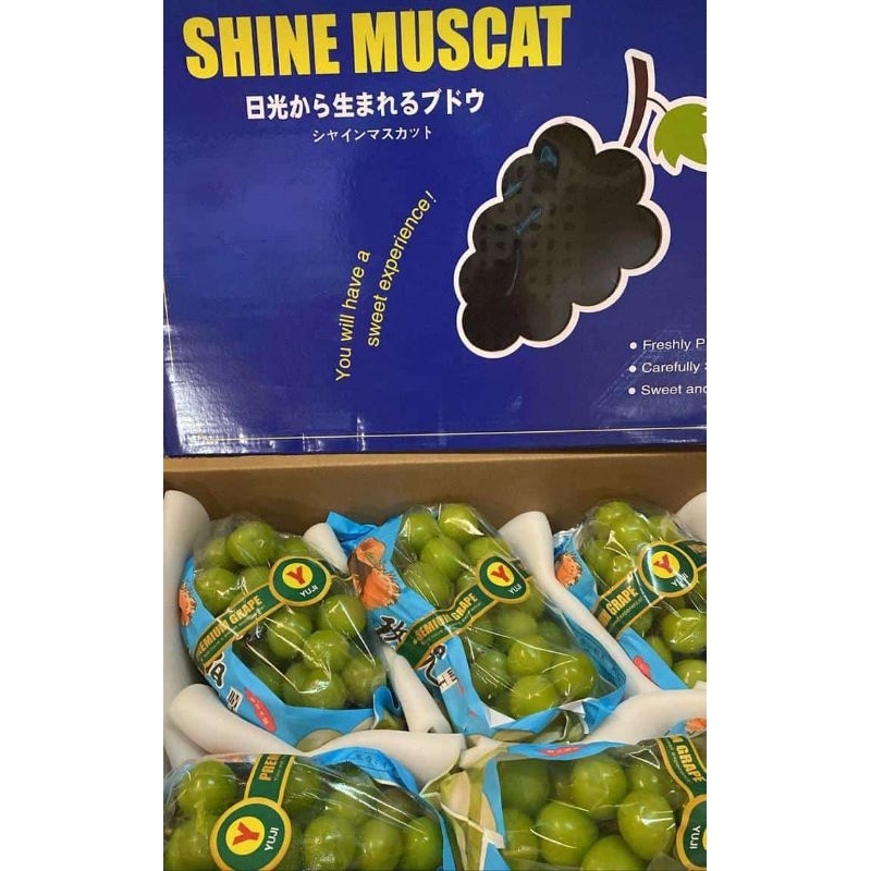 Jual ANGGUR SHINE MUSCAT PREMIUM/ Anggur Super | Shopee Indonesia