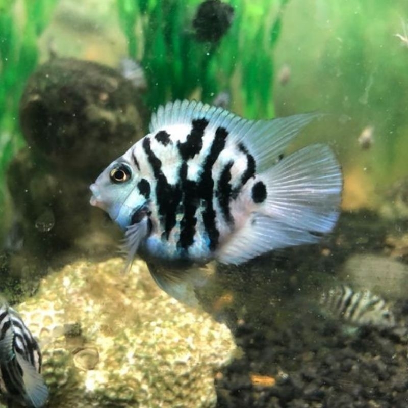 Jual Ikan Hias Blue Polar White Polar Cich Hiasan Aquarium Kolam Tank ...