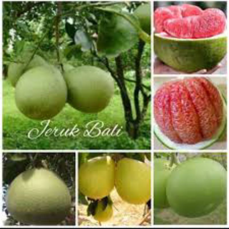 Jual Bibit JERUK BALI / PAMELO ( Rasa Buah Manis ) | Shopee Indonesia