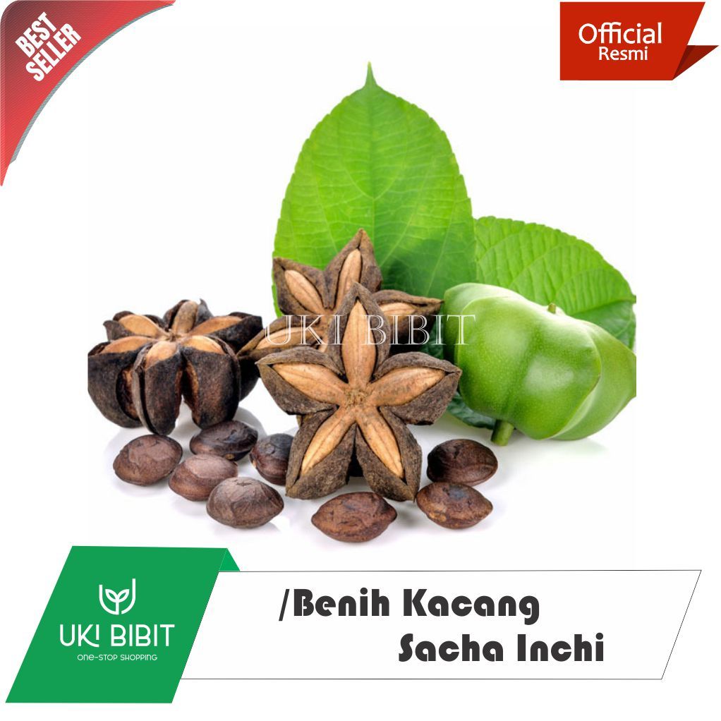 Jual ( 100 Butir ) Benih Biji Kacang Sacha Inchi | Kacang Inka | Shopee ...