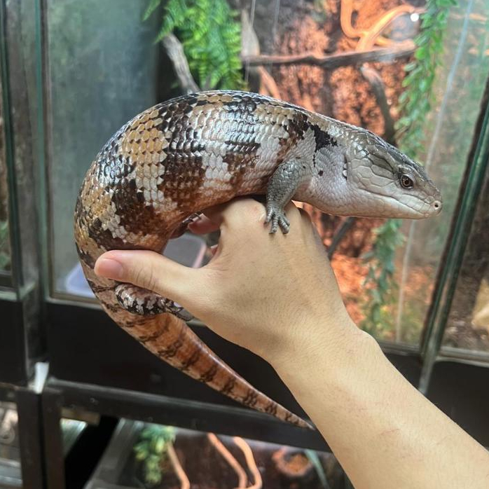 Jual Kadal Panana Irian Jaya Jumbo / Irian Jaya Blue Tongue Skink Jumbo ...