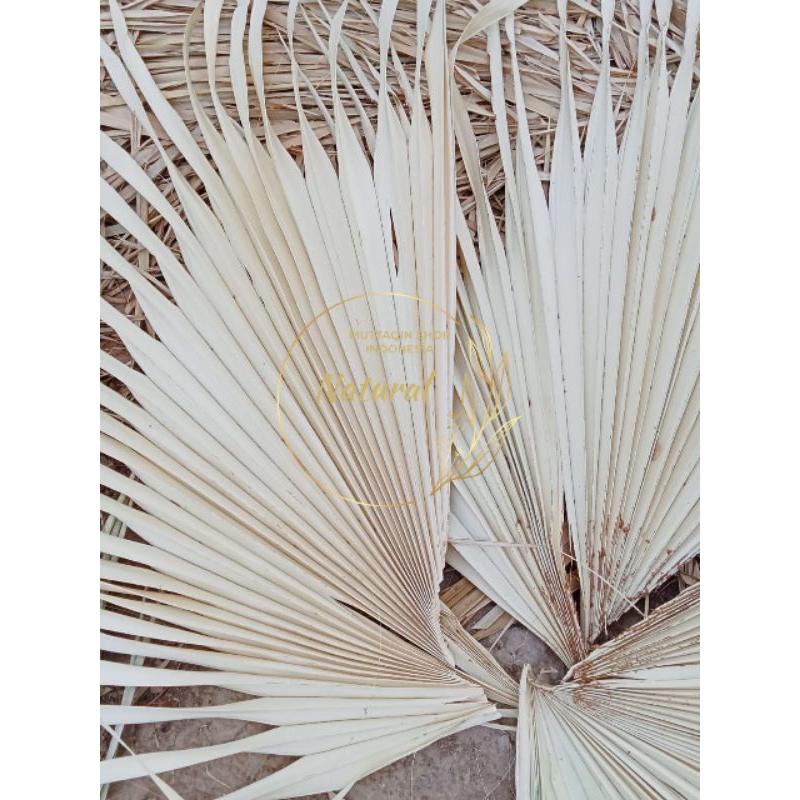Jual DAUN LONTAR / SIWALAN (PUPUS MUDA 1 PUCUK FULL) | Shopee Indonesia