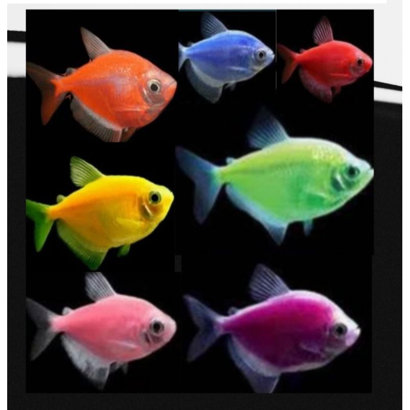 Jual paket ikan glow fish 40ekor | Shopee Indonesia