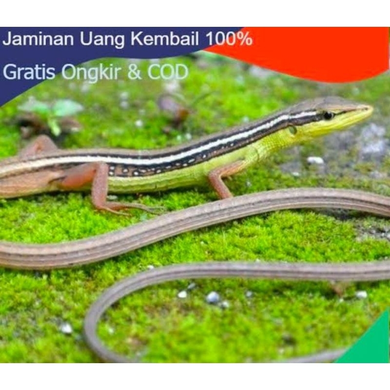 Jual Kadal Sawah Kebun Lizard Murah Mainan Anak Jinak Asli Lokal Jawa ...