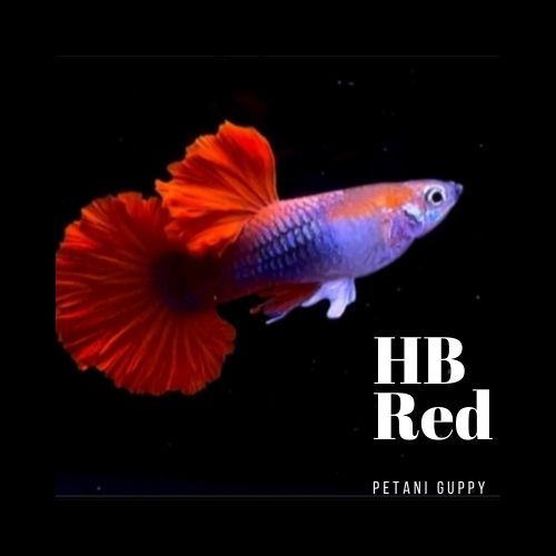 Jual Dekorasi Aquarium Guppy HB Red | Shopee Indonesia