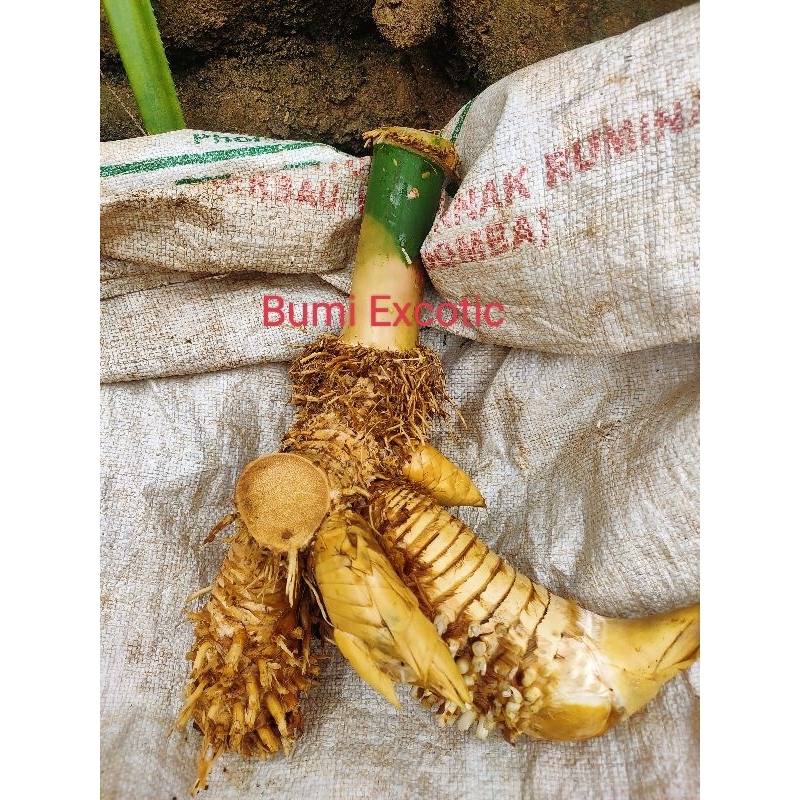 Jual Bongol bambu Ampel hijau | Shopee Indonesia