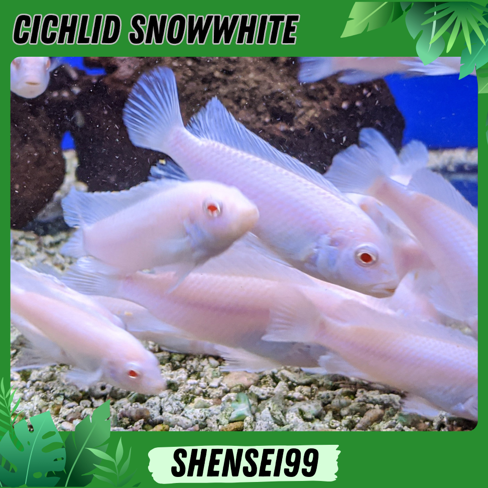 Jual CICHLID SNOW WHITE SNOWWHITE SIKLIT - ikan hias khusus instant ...