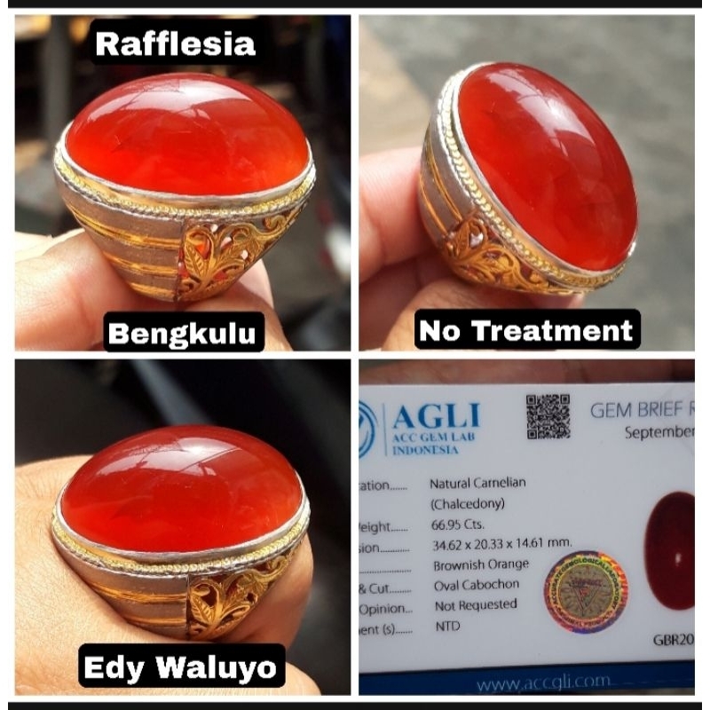 Jual Natural Red Rafflesia Jumbo | Shopee Indonesia