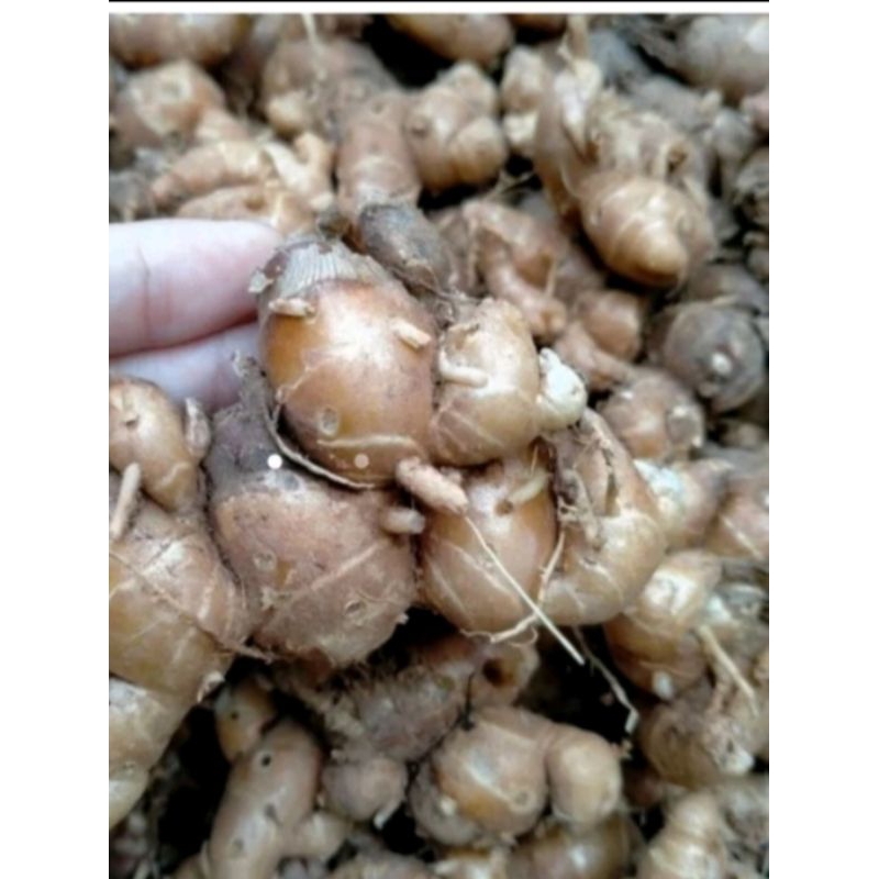 Jual kencur Jawa bisa di tanam bisa buat bumbu seblak 1 kg | Shopee ...