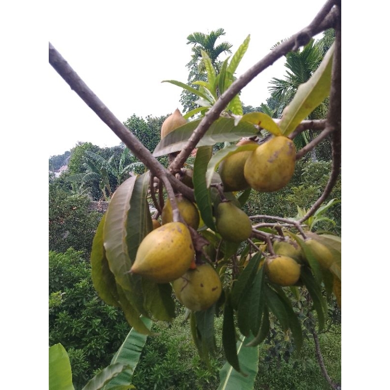 Jual Fresh buah sawo mentega 500 gram / buah alkesa fresh 500 gram ...