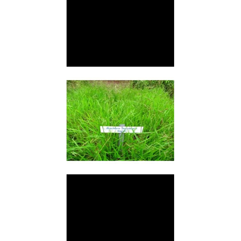 Jual Benih rumput pakan ternak 1kg/Bade/signal grass/Brachiaria ...