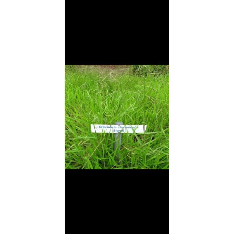 Jual Benih rumput pakan ternak 1kg/Bade/signal grass/Brachiaria ...