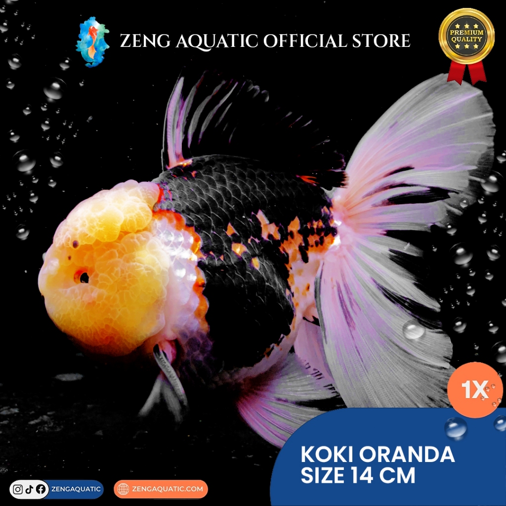 Jual Ikan Hias Mas Koki Oranda Tricolor Tricolour 3 Color Oranda Black ...