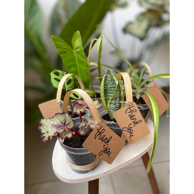 Jual Paket Lengkap Tanaman Indoor Dengan Pot Bening Estetik | Plant ...