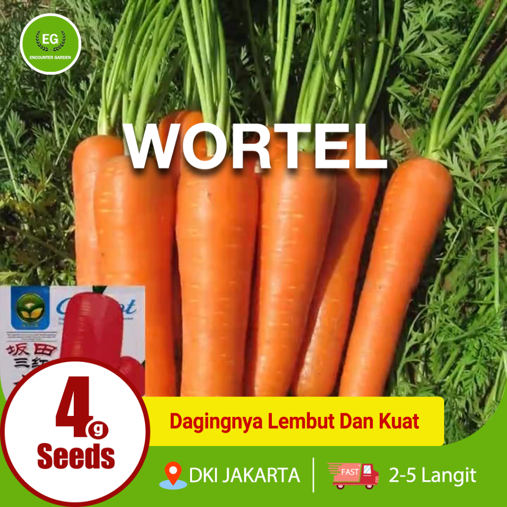 Jual BENIH SAYURAN POT DI BALKON BIJI YANG MUDAH BERKECAMBAH WORTEL ...