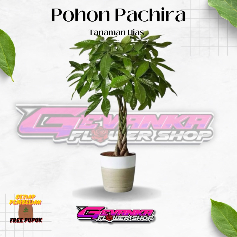 Jual Tanaman Hias Pachira - Money Tree -Tanaman Daun Pacira - Tanaman ...