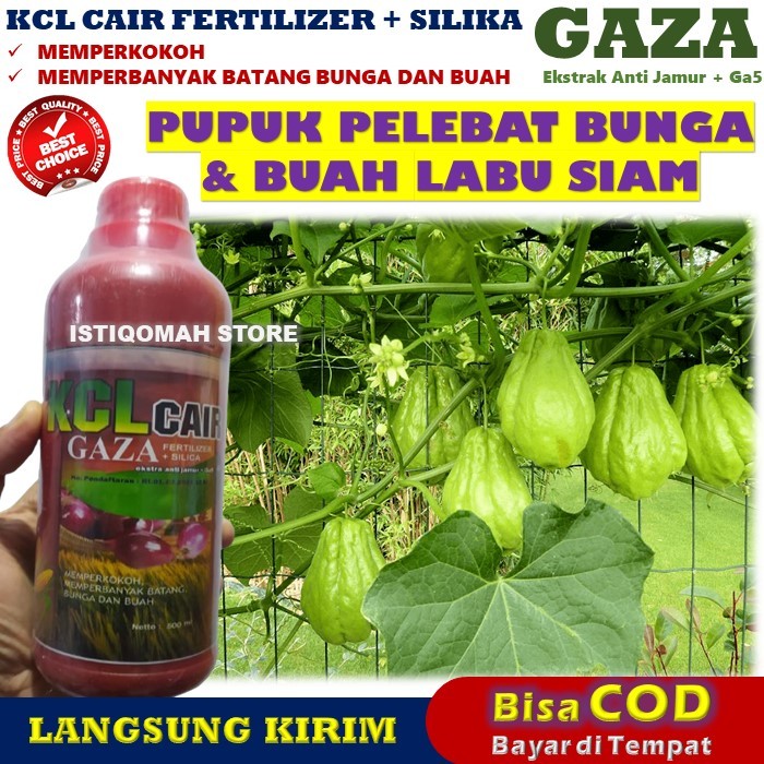 Jual Pupuk Pelebat Bunga dan Buah Labu Siam KCL GAZA 500ML Obat Semprot ...