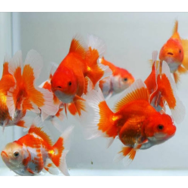 Jual ikan mas koki orandaa | Shopee Indonesia