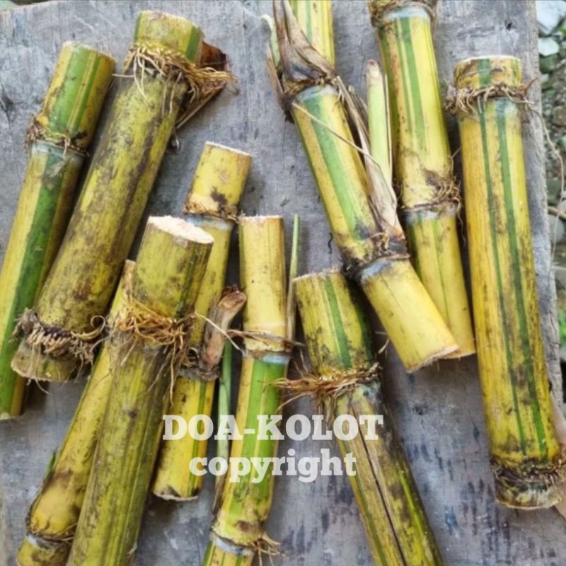 Jual Tebu Kuning Manis 1kg Fresh Konsumsi / Bibit | Shopee Indonesia
