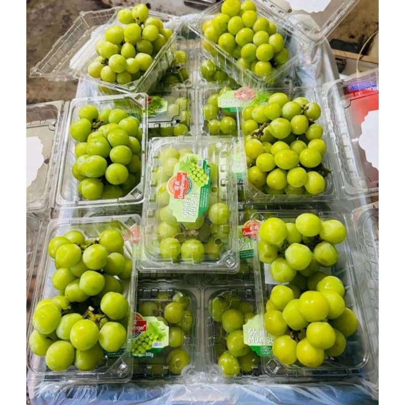 Jual anggur muscat pack 500gr | Shopee Indonesia