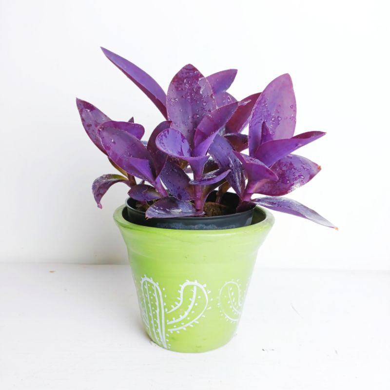 Jual Tanaman hias Adam Hawa Ungu/Tradescantia Spathacea/Rhoeo Discolor ...
